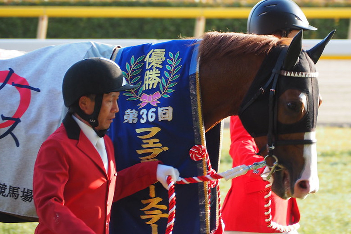 期待の種牡馬インティ、優駿スタリオンステーションに到着 | 競馬ヘッドライン