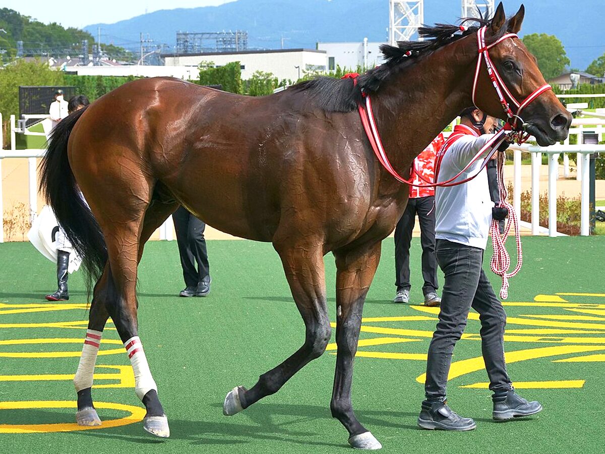 フォーエバーヤングは日本テレビ盃をステップにBCクラシックへ | 競馬ヘッドライン